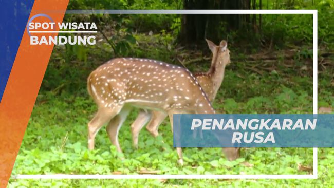 Berinteraksi dan Bermain Dengan Rusa di Tempat Wisata Penangkaran, Bandung