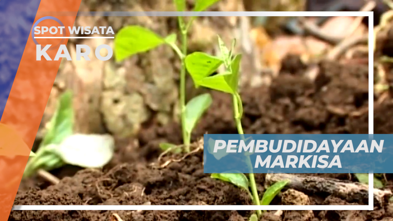 Budidaya Markisa, Buah Manis dengan Rasa Eksotis, Karo