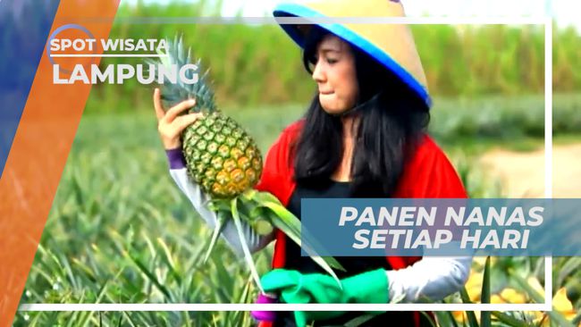 Buah Nanas Produksi Perkebunan Lampung Timur yang Panen Setiap Hari