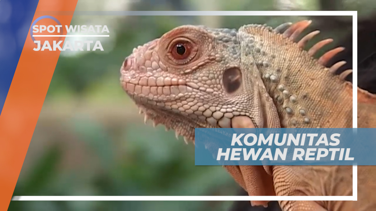 Komunitas Reptil, Mengenalkan Hewan Reptil di Taman Rakyat, Jakarta