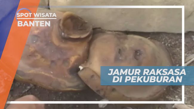 Jamur Raksasa, Tumbuh di Pekuburan yang Menjadi Perhatian Warga, Banten