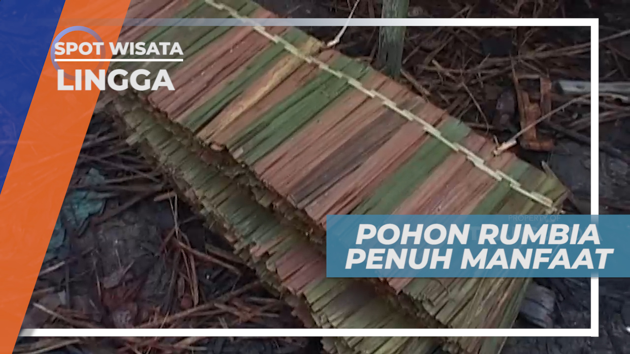 Seperti Pohon Kelapa, Setiap Bagian Pohon Rumpia Memiliki Manfaat ...