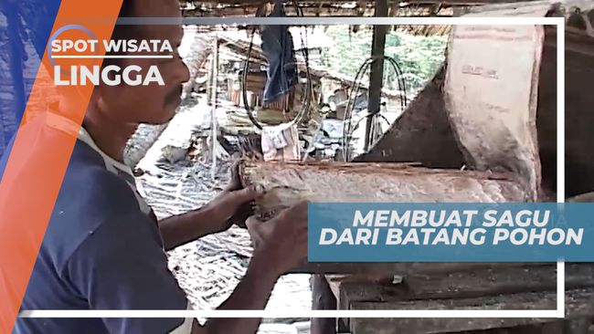 Membuat Sagu Dari Batang Pohon Rumbia, Lingga Kepulauan Riau