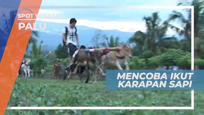 Karapan Sapi, Sarana Mempererat Silaturahmi Antar Warga, Palu Sulawesi ...