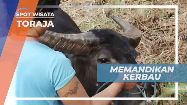 Memandikan Kerbau di Tana Toraja Sulawesi Selatan