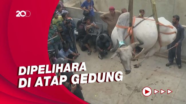 Cara Unik Warga Pakistan Pelihara Sapi untuk Dikurbankan
