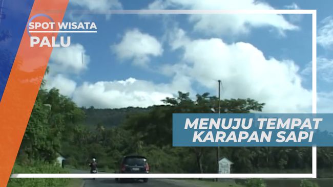 Naik Angkot Menuju Tempat Karapan Sapi, Palu Sulawesi Tengah