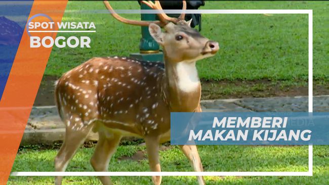 Memberi Makan Rusa dan Kijang yang Hidup di Halaman Istana Bogor