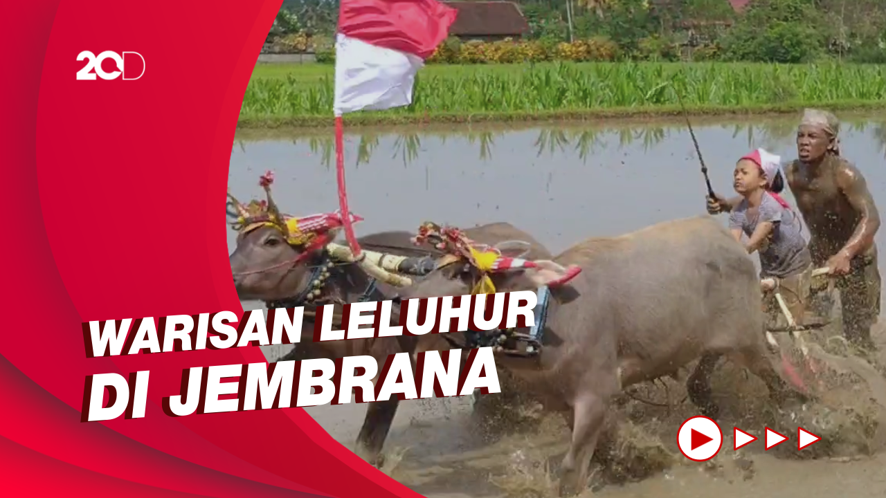 Mengenal Makepung Lampit, Tradisi Adu Cepat Olah Sawah di Jembrana