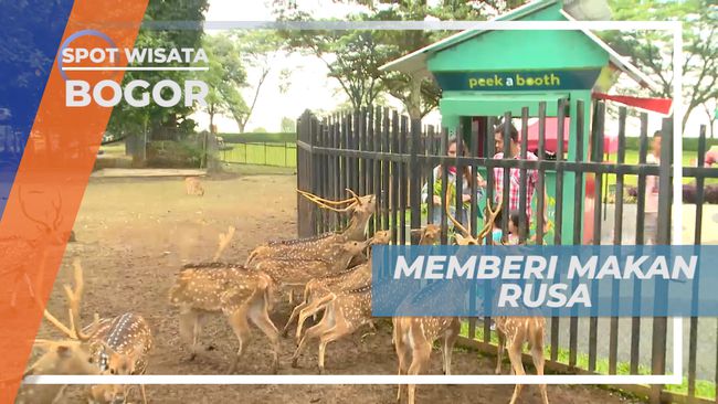 Asiknya Berinteraksi dan Memberi Makan Rusa, Bogor
