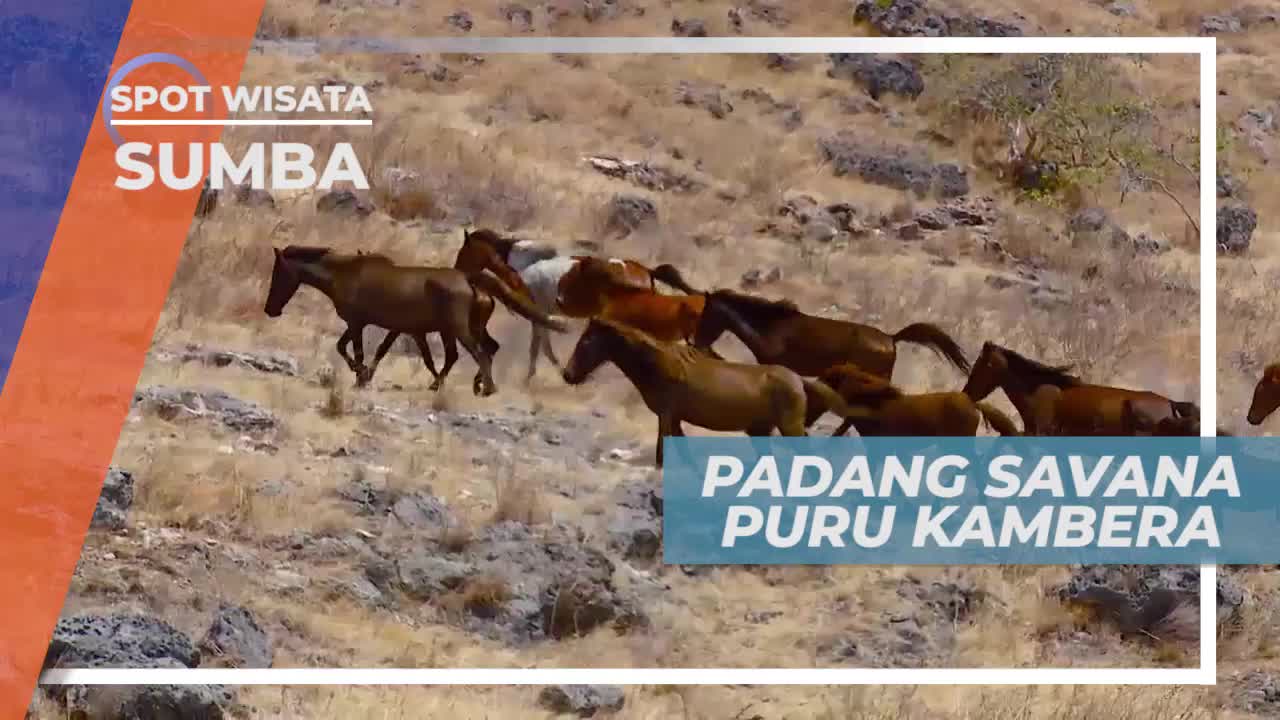 Berkunjung ke Padang Savana Puru Kambera Sumba Nusa Tenggara Timur