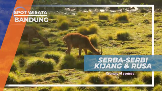 Mengunjungi Tempat Penangkaran Rusa di Ranca Upas, Bandung