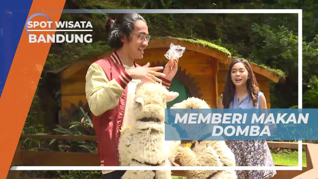 Memberi Makan Domba di Mini Zoo Maribaya, Bandung