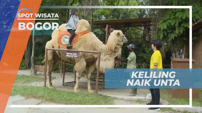 Sensasi Seru Berkeliling Taman Wisata Dengan Naik Unta, Bogor