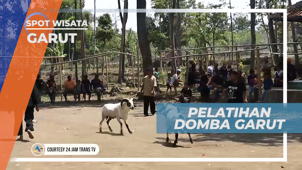 Mengunjungi Tempat Pelatihan Kesenian Atraksi Adu Domba Garut, Garut