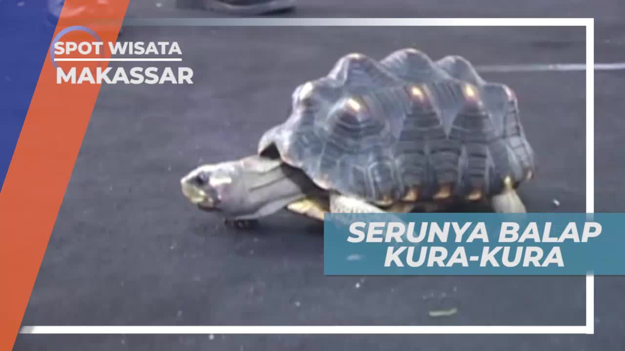 Balap Kura-kura, Kompetisi Unik Komunitas Pecinta Reptil, Makassar