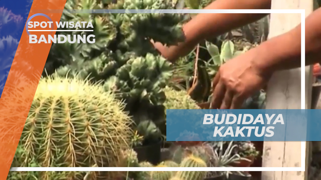 Budidaya Tanaman Kaktus, Bandung