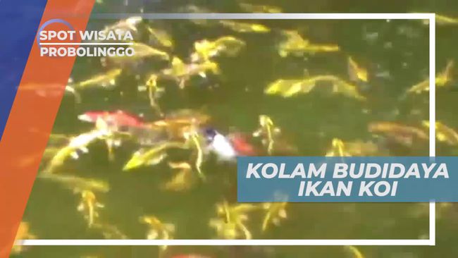 Kolam Budidaya Ikan Koi di Probolinggo Jawa Timur