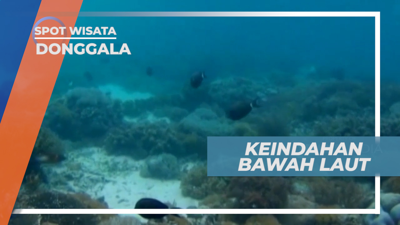 Menikmati Keindahan Surga Bawah Laut Pantai Tanjung Karang,Donggala Menikmati Keindahan Surga Bawah Laut Pantai Tanjung Karang,Donggala