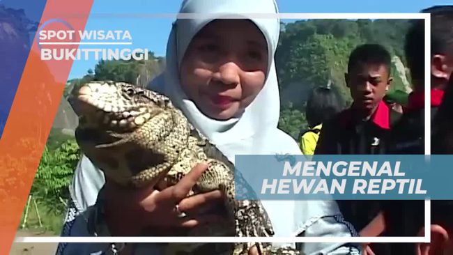 Berkenalan Dengan Komunitas Reptil Bukittinggi Sumatera Barat