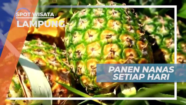 Panen Nanas di Kabupaten Lampung Timur
