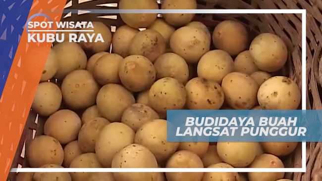 Langsat Punggur, Si Kuning Mungil yang Manis Berdaging Tebal, Kubu Raya