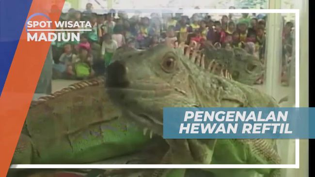 Berkenalan Dengan Hewan Reptil di Madiun Jawa Timur