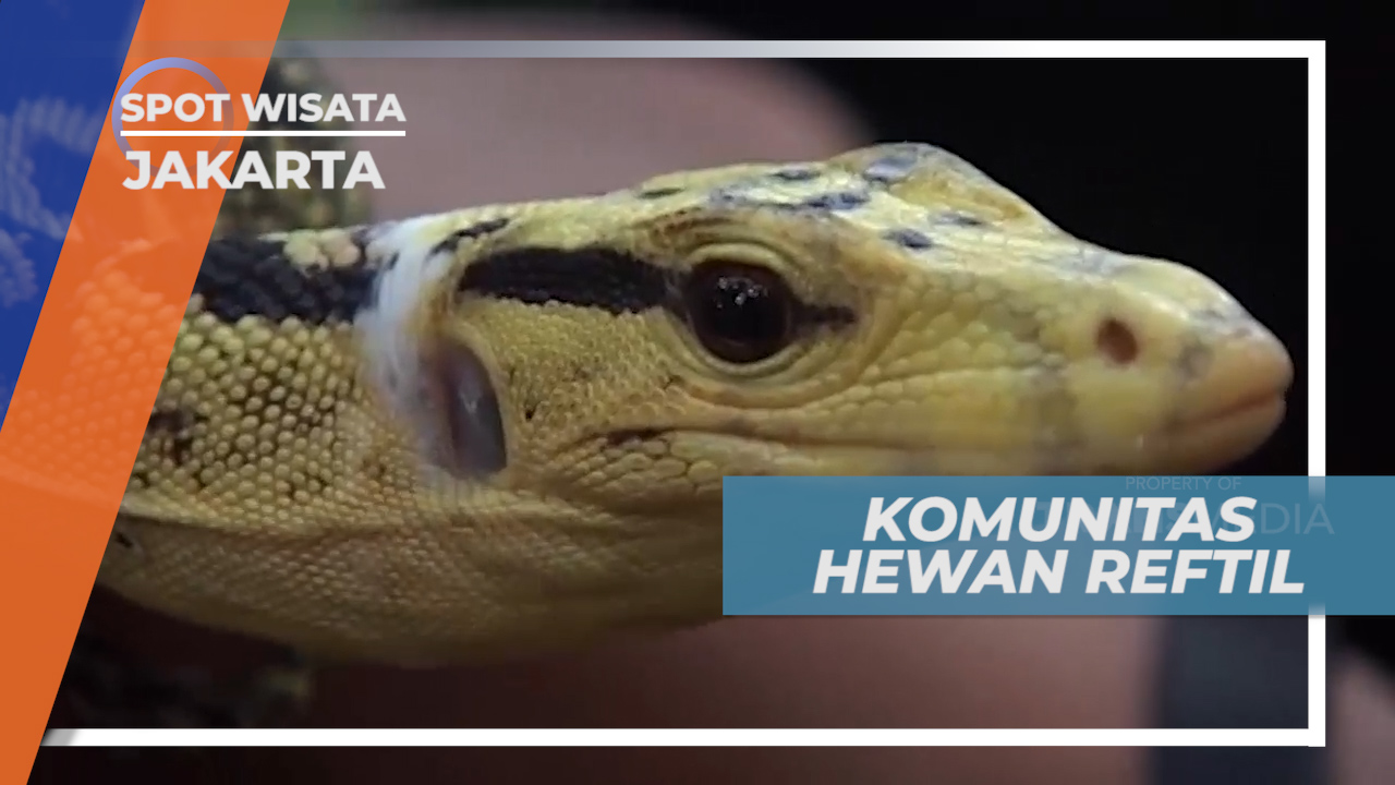 Mengenal Berbagai Macam Hewan Reptil Bersama Komunitas Pecinta Reptil, Jakarta