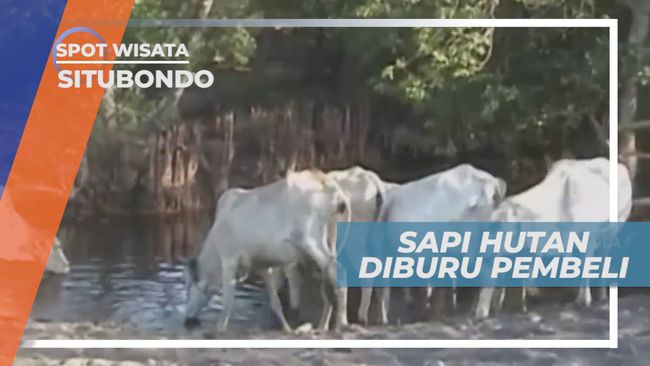 Sapi Hutan yang Makin Banyak Peminatnya, Situbondo