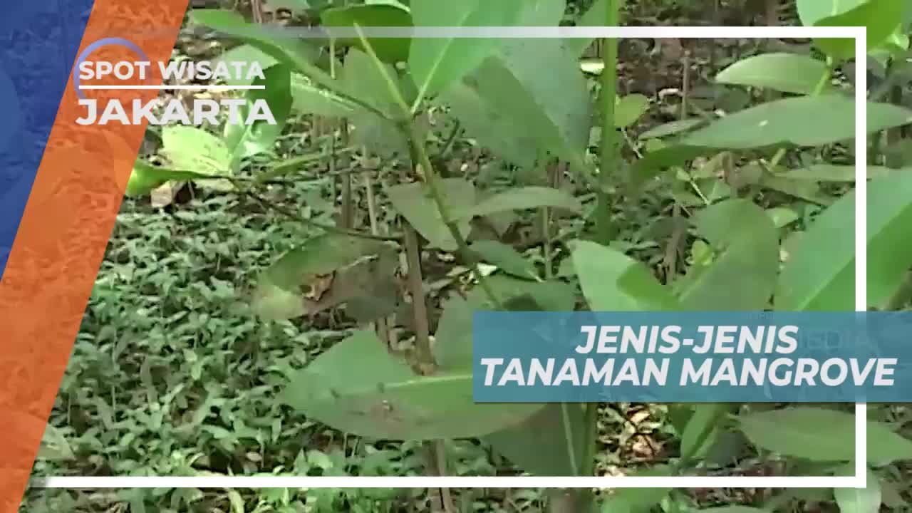Ragam Jenis Tanaman Mangrove di Suaka Margasatwa Muara Angke Jakarta