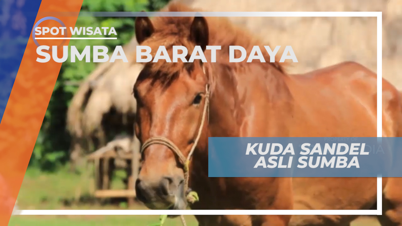 Sandel, Kuda Asli Sumba yang Tangguh dan Berdaya Tahan Kuat, Sumba