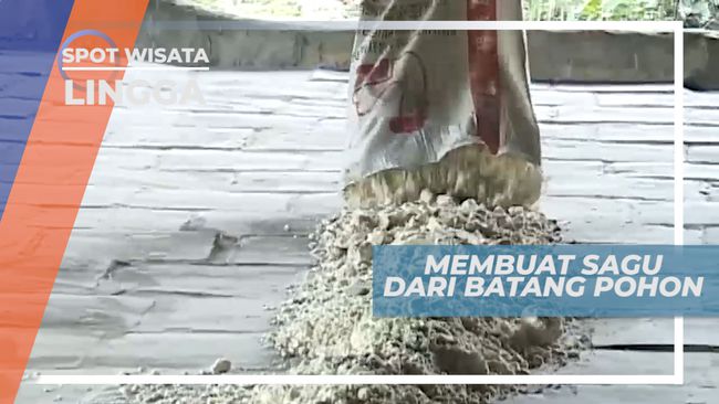 Proses Pembuatan Sagu dari Pohon Rumbia, Lingga