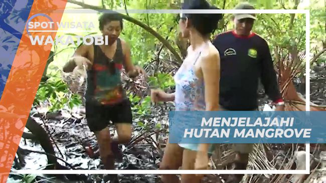 Menjelajahi Luasnya Hutan Mangrove Pulau Kaledupa, Raja Ampat