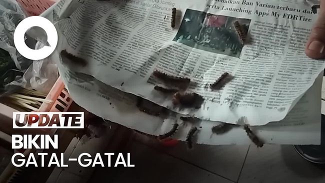 Warga di Asahan Sumut Diserang Wabah Ulat Bulu, Bahkan Sampai Mengungsi Warga di Asahan Sumut Diserang Wabah Ulat Bulu, Bahkan Sampai Mengungsi