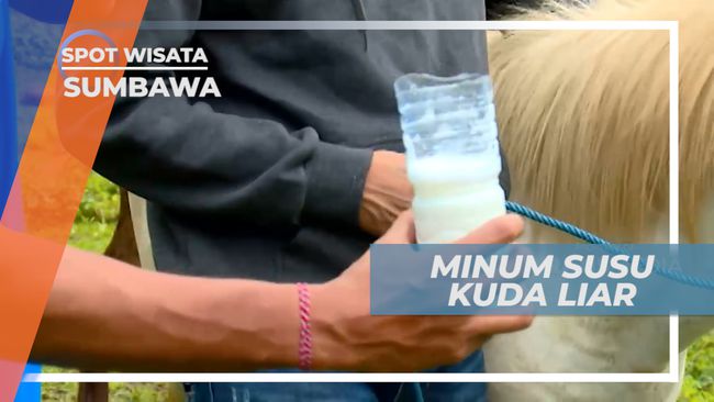 Sensasi Merasakan Susu Kuda Liar Khas Sumbawa yang Baru di Perah, Sumbawa