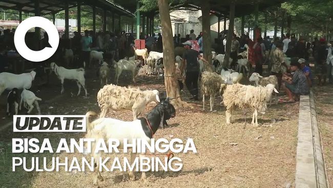 Berkah Tukang Ojek Kambing di Kudus, Banjir Orderan Jelang Idul Adha Berkah Tukang Ojek Kambing di Kudus, Banjir Orderan Jelang Idul Adha