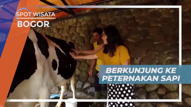 Berkunjung ke Peternakan Sapi di Cimory Riverside Bogor