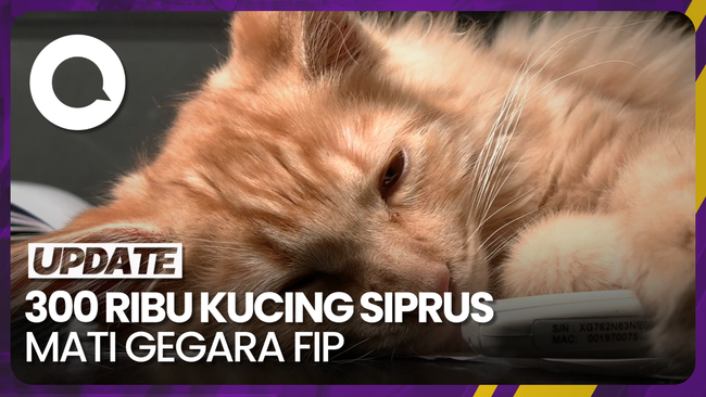 Mengenal Penyakit FIP yang Tewaskan 300 Ribu Kucing Siprus
