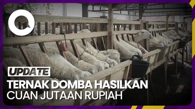 Kisah Pemuda Asal Kudus Ternak Domba Raup Cuan Jutaan Rupiah Kisah Pemuda Asal Kudus Ternak Domba Raup Cuan Jutaan Rupiah