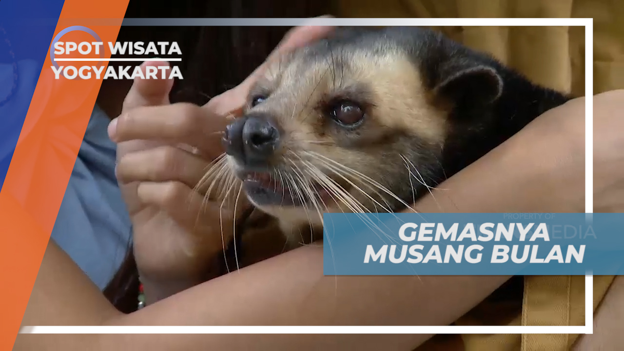 Berinteraksi Dengan Musang Bulan yang Lucu dan Menggemaskan, Yogyakarta