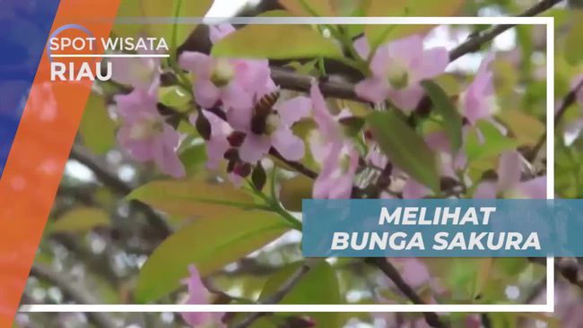 Sakura, Bunga Khas Jepang yang Bersemi di Bintan
