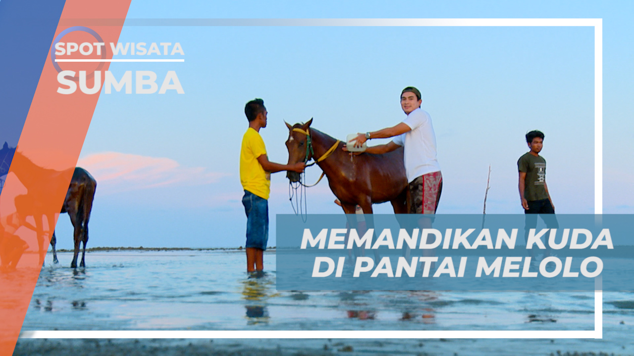 Pengalaman Seru, Memandikan Kuda di Tepi Pantai Melolo, Sumba