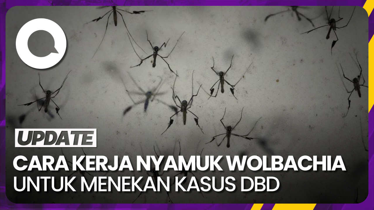 Cara Kerja Nyamuk Wolbachia untuk Menekan Kasus DBD