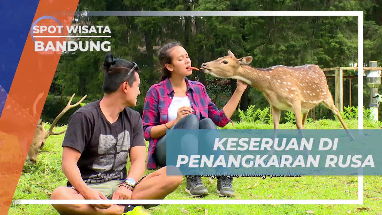Momen Seru Memberi Makan Rusa di Penangkaran, Pangalengan Bandung