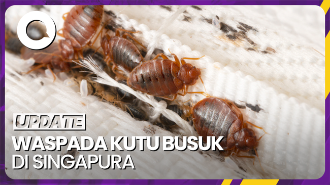 Wabah Kutu Busuk Serang Singapura, Diprediksi Makin Ngegas