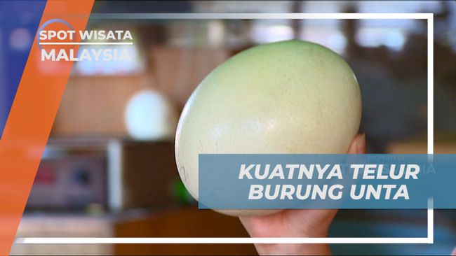 Menguji Kekuatan Telur Burung Unta yang Super Kuat, Malaysia