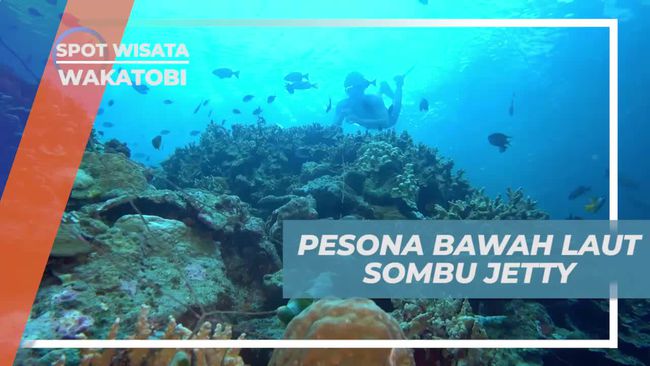 Free Dive Menyusuri Keindahan Bawah Laut Sombu Jetty Wakatobi