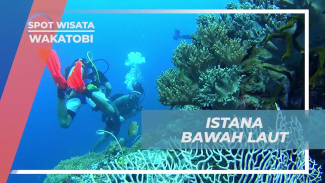 Menikmati Keindahan Bawah Laut Tomiya Wakatobi