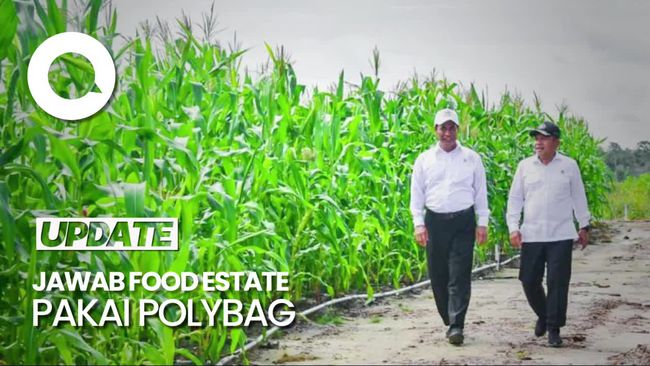 Kala Mentan Jawab soal Tanam Jagung di Food Estate Pakai Polybag