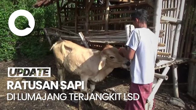 Ratusan Ekor Sapi di Lumajang Terjangkit Cacar Sapi